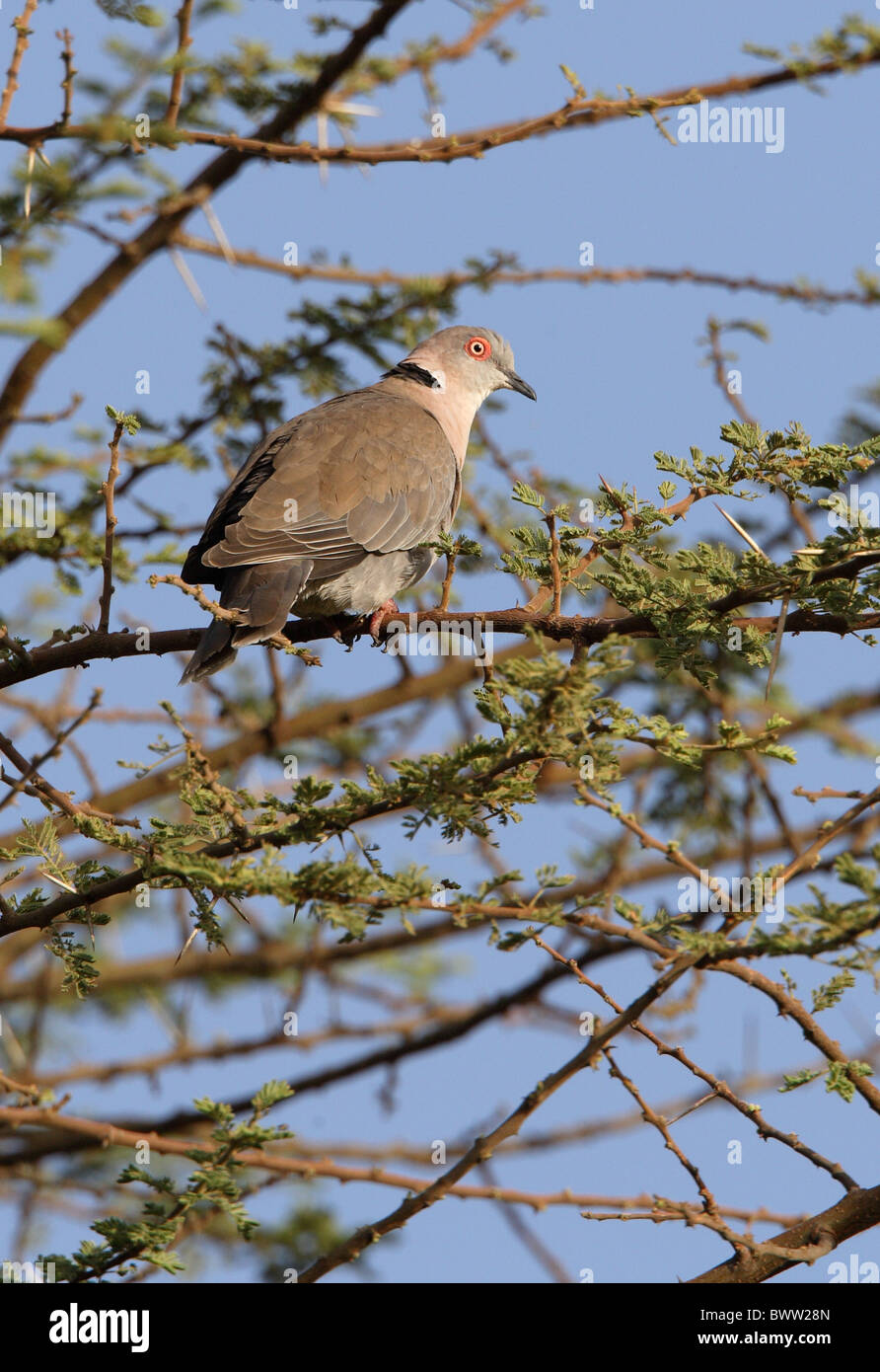 African Mourning Dove (Streptopelia decipiens) adult, perched in tree ...