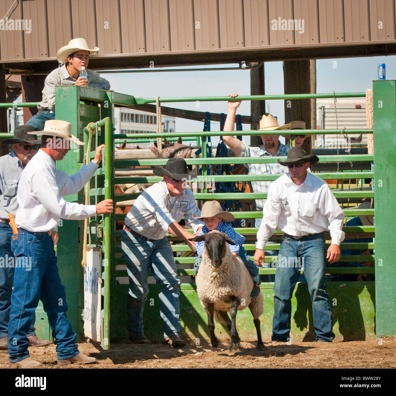 USA, Idaho,Bruneau Rodeo, Young cowboy riding sheep during Mutton ...