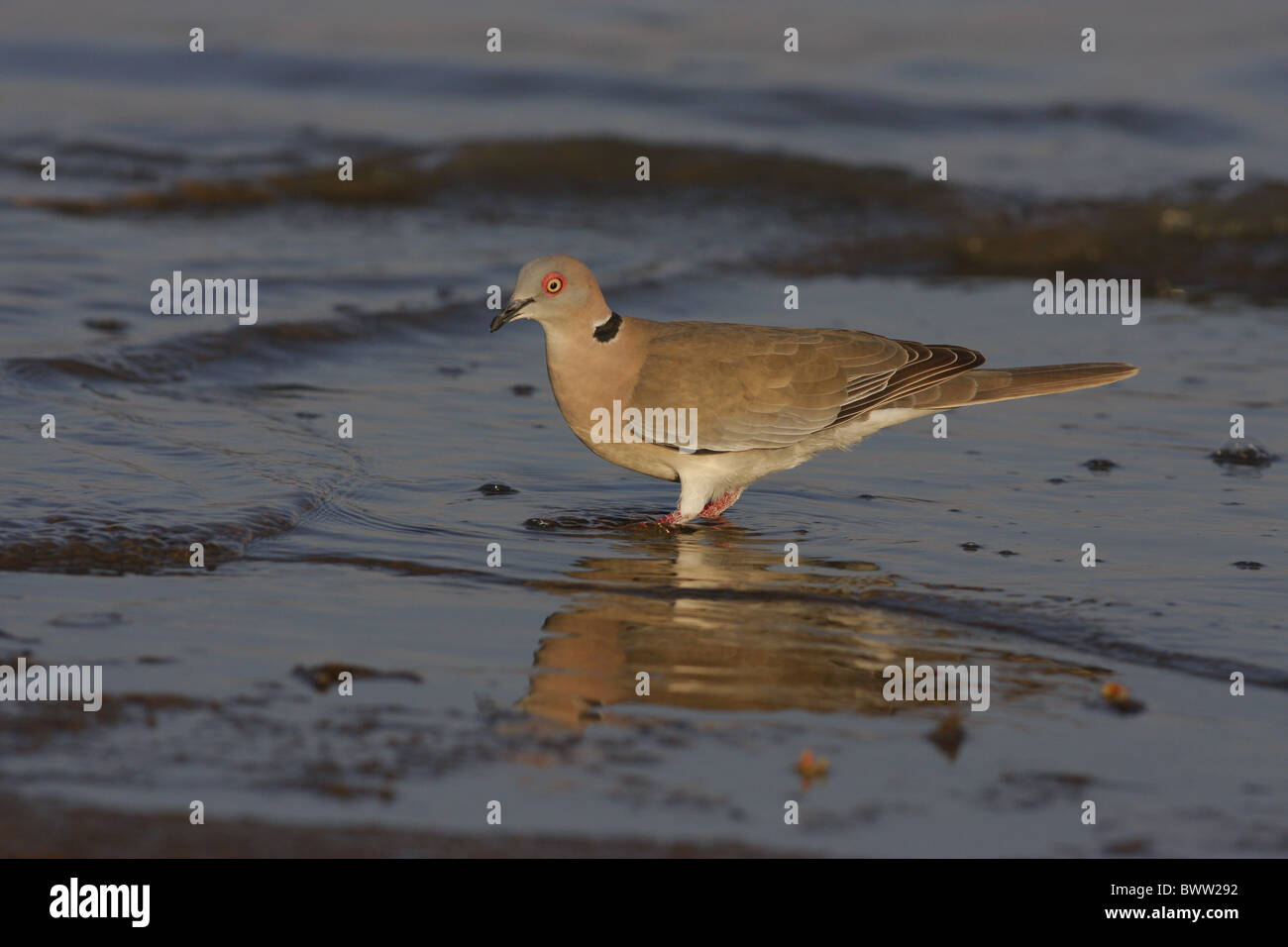 African Mourning Dove (Streptopelia decipiens) adult, drinking ...