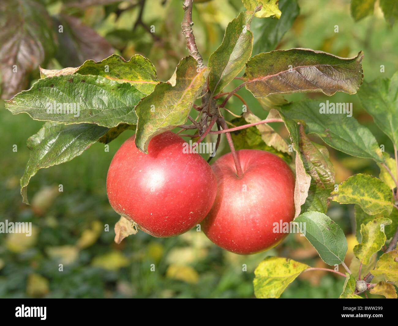 Switzerland Europe Apples apple tree detail leafs leaves branch ...