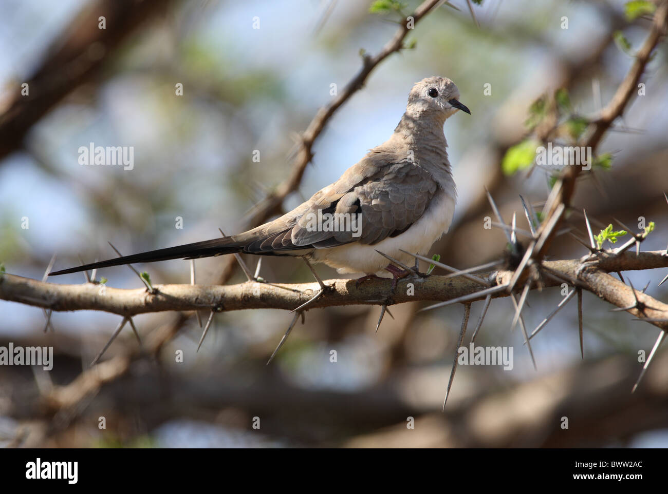 Namaqua pigeon hi-res stock photography and images - Alamy