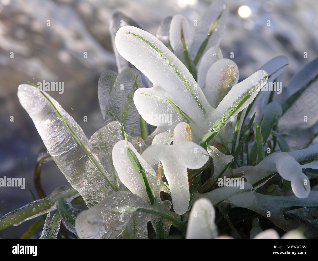 Plant plants nature hi-res stock photography and images - Alamy
