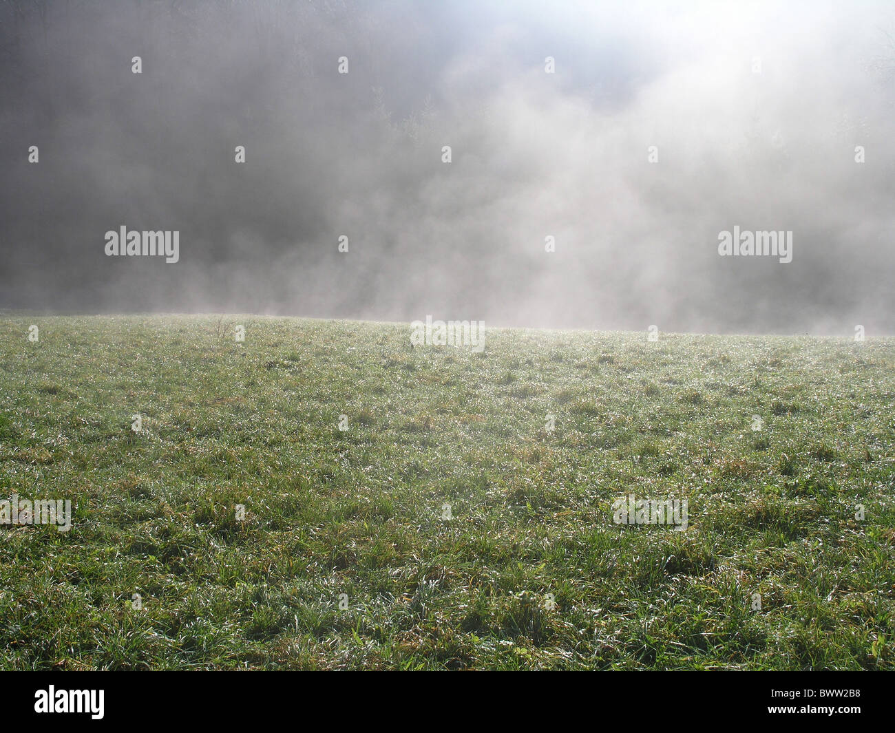 Switzerland Europe meadow pasture green grass vapor vapour steam ...