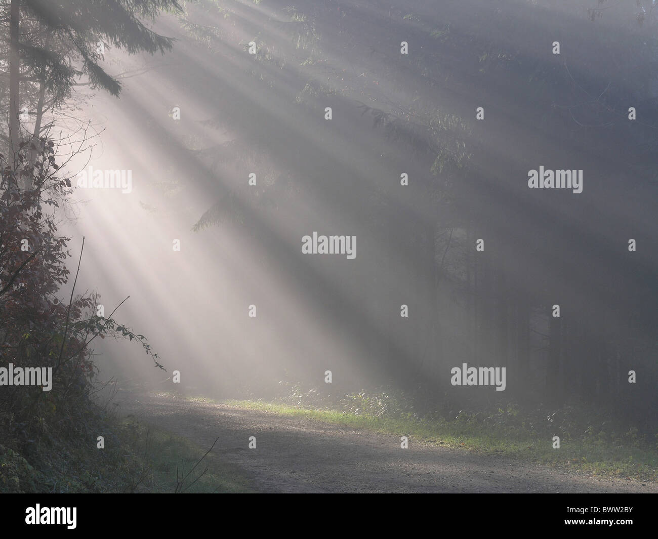Switzerland Europe forest trees woods wood trunks silhouette ...