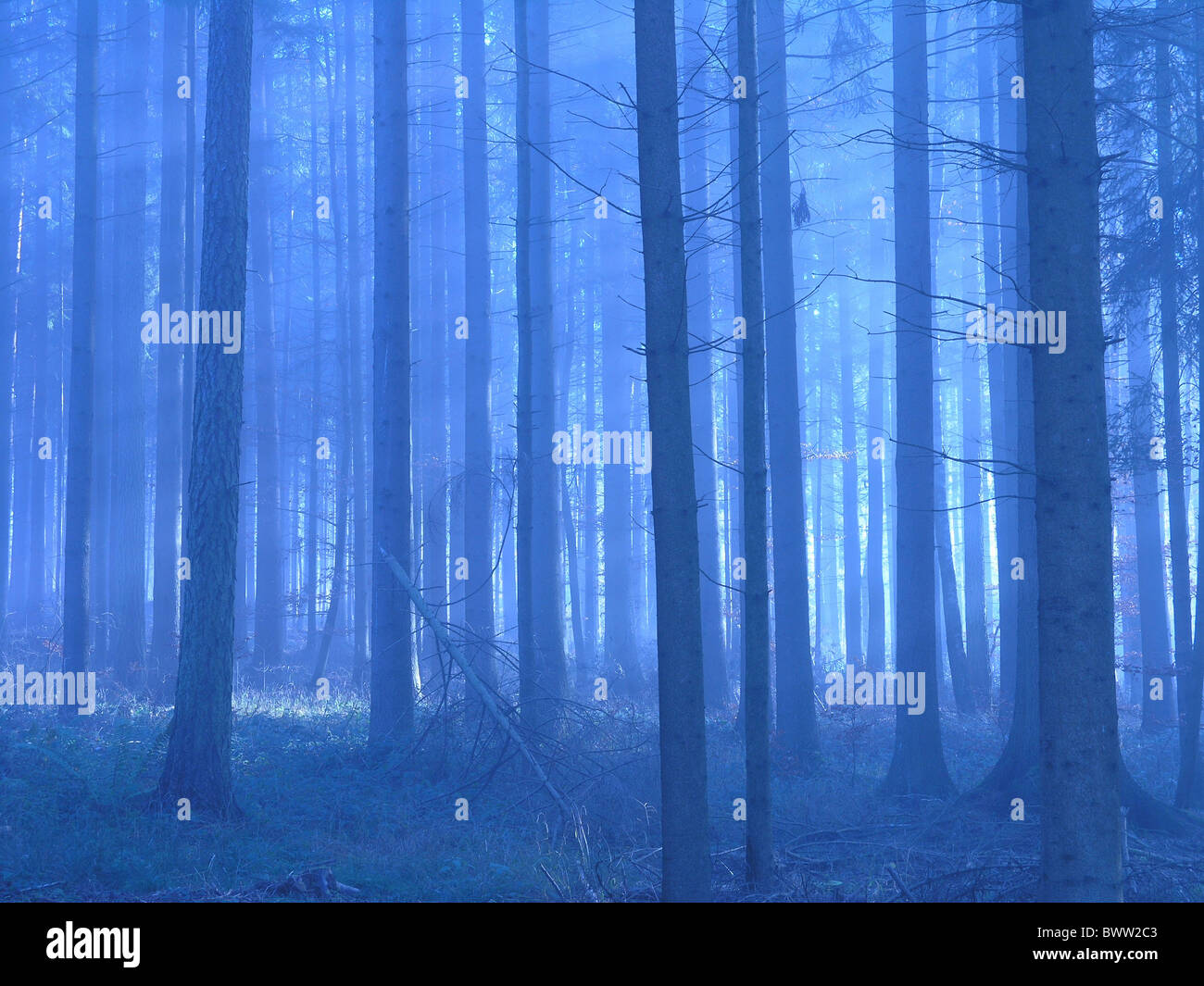 Switzerland Europe forest trees woods wood trunks silhouette ...