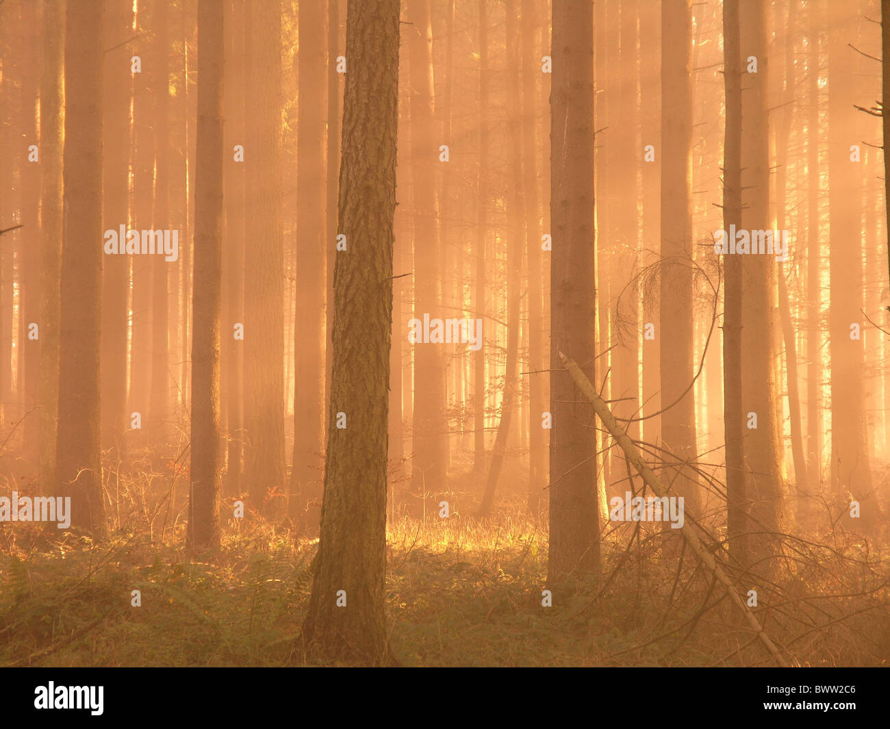 Switzerland Europe forest trees woods wood trunks silhouette ...