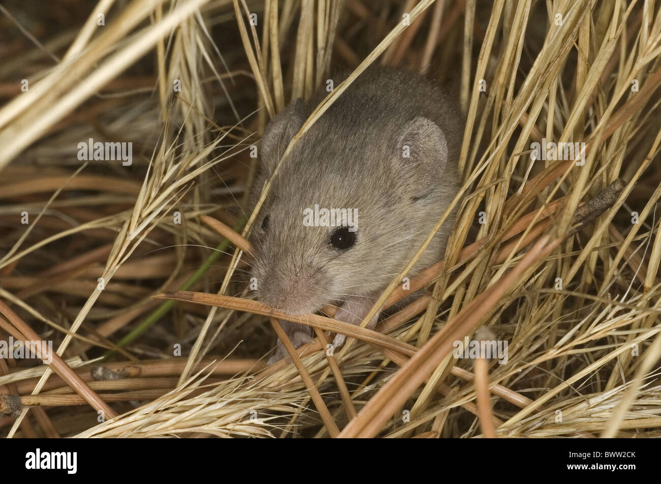 House Mouse Mus musculus adult amongst grasses Stock Photo - Alamy