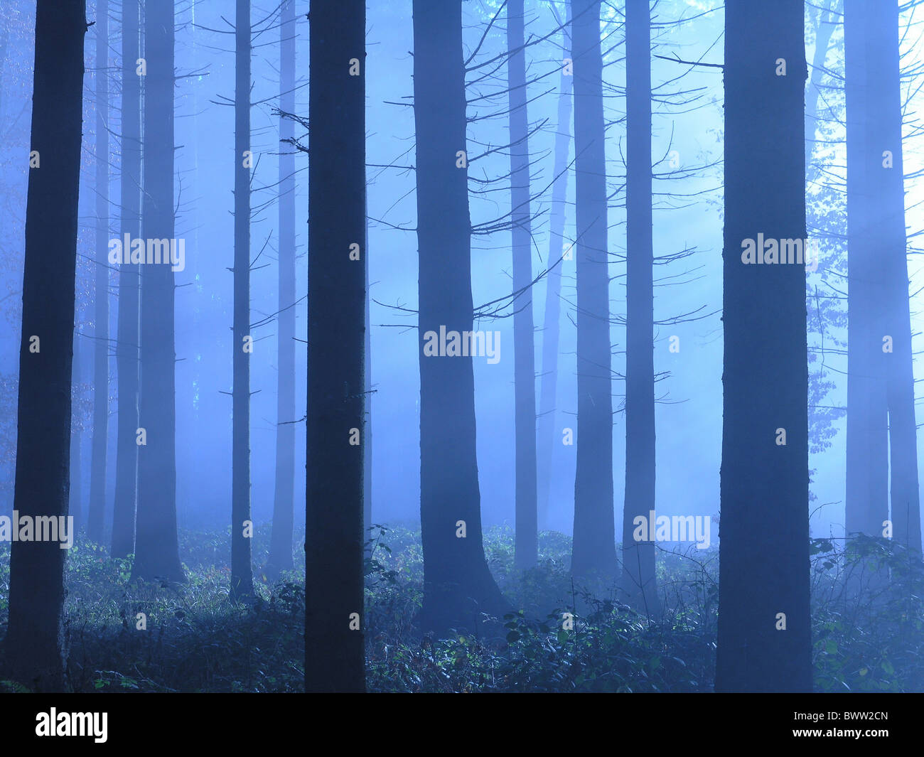 Switzerland Europe forest trees woods wood trunks silhouette ...
