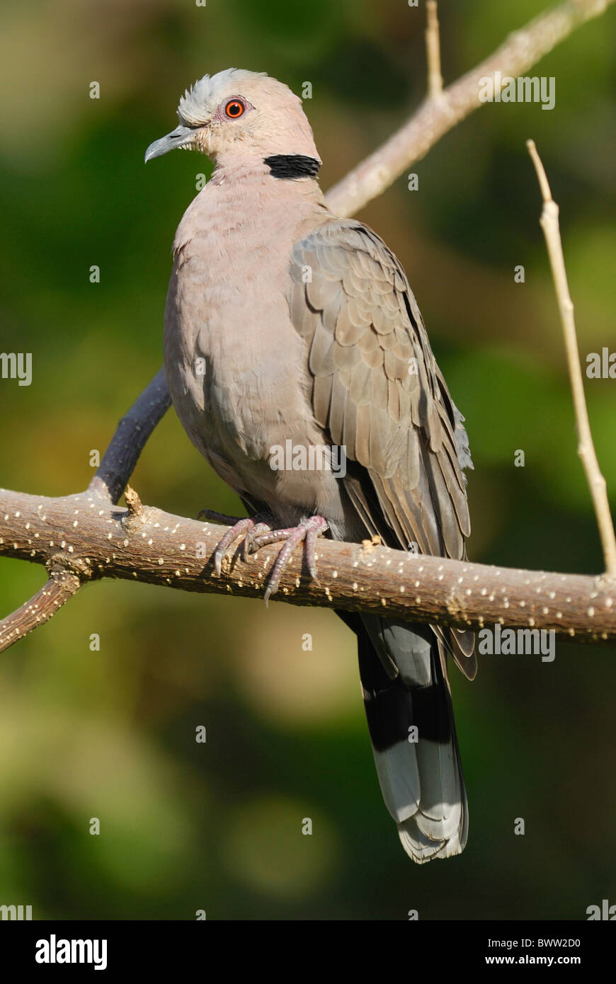 Red-eyed Dove (Streptopelia semitorquata) adult, perched on branch ...