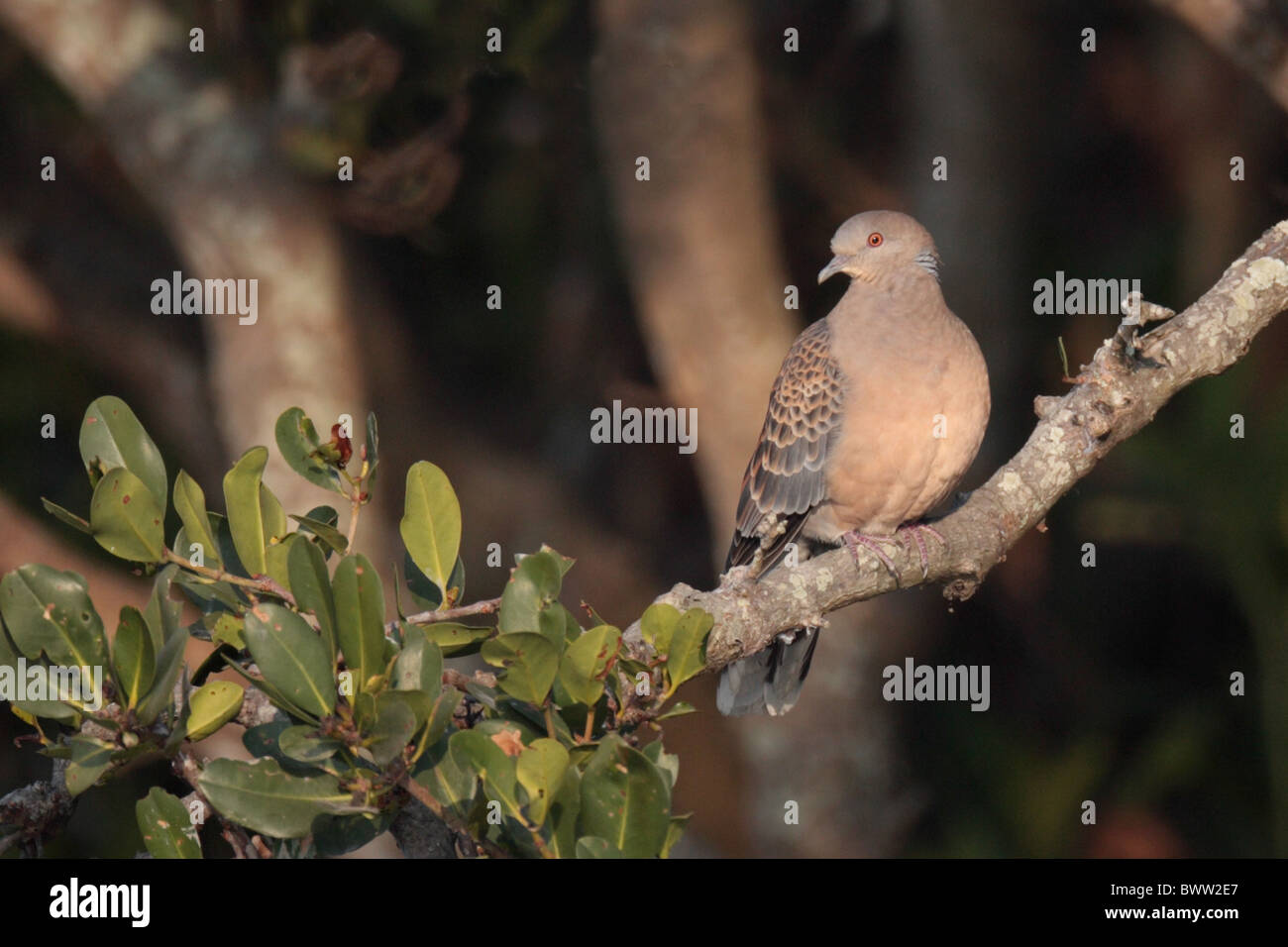 Oriental turtle dove asian dove hi-res stock photography and images - Alamy