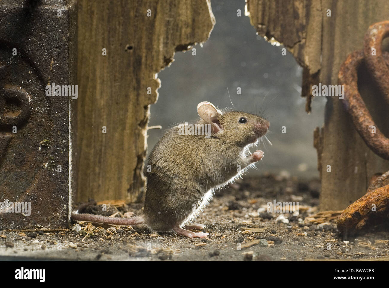 House Mouse Mus musculus adult sitting haunches Stock Photo - Alamy