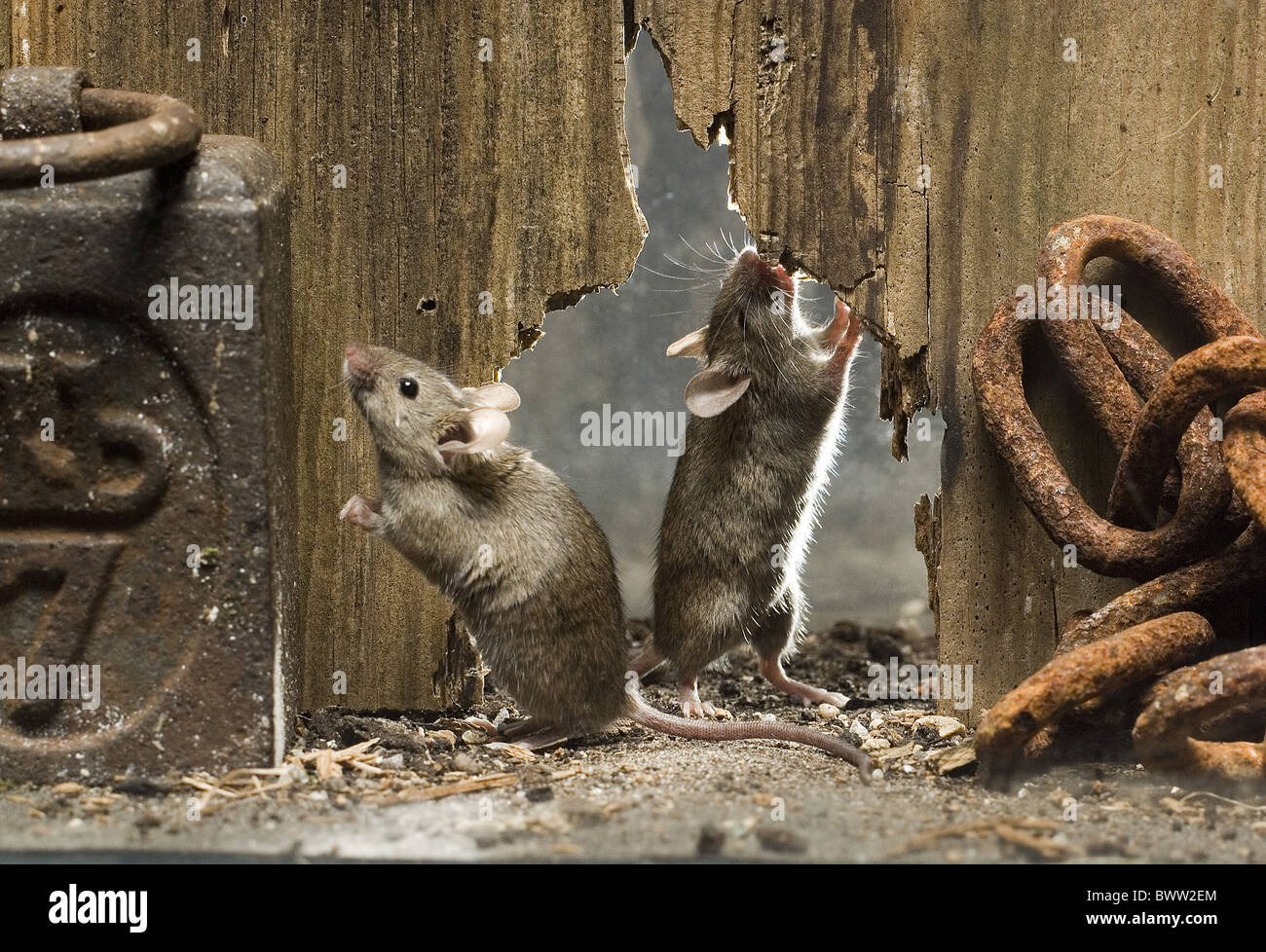 House Mouse Mus musculus two adults chewing Stock Photo - Alamy