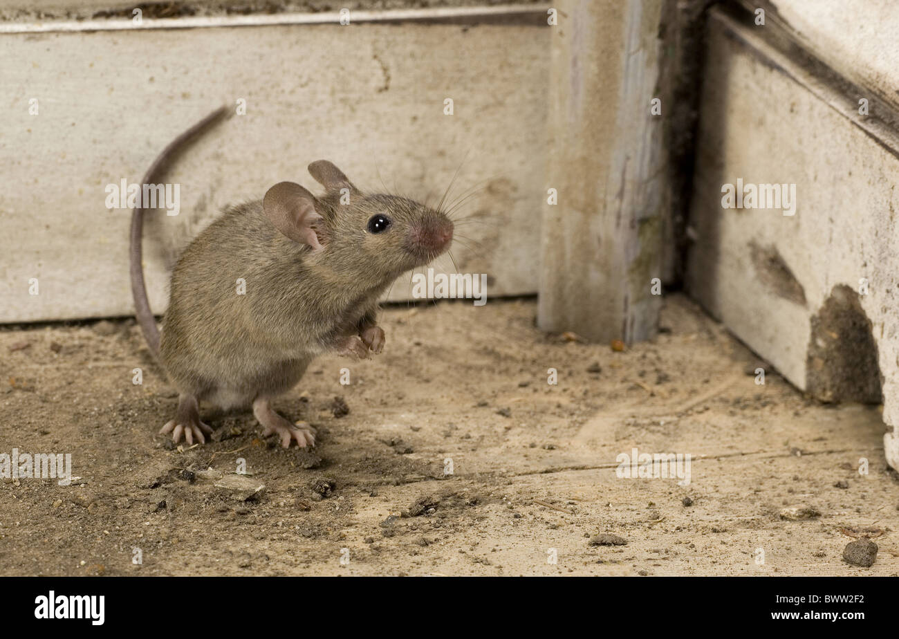 Haunches hi-res stock photography and images - Alamy