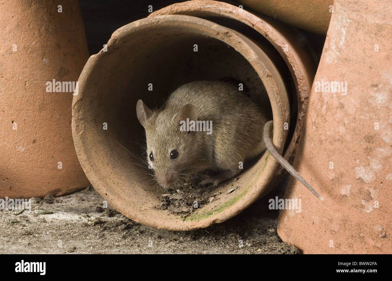House Mouse Mus musculus adult sheltering Stock Photo - Alamy