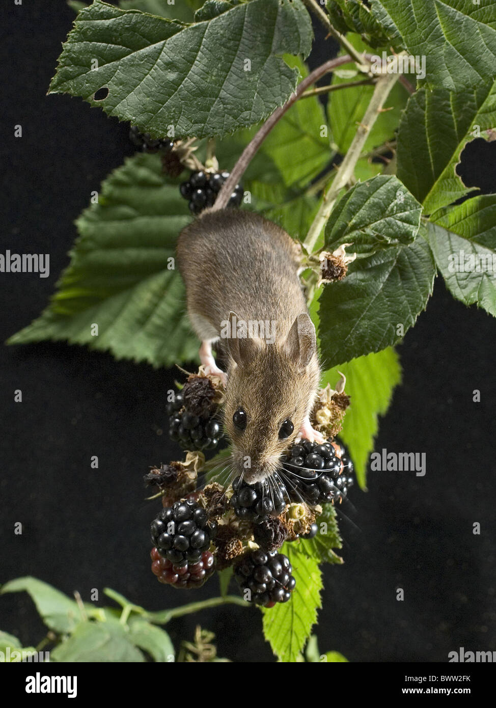 mouse mice rodent rodents mammal mammals animal animals europe european ...