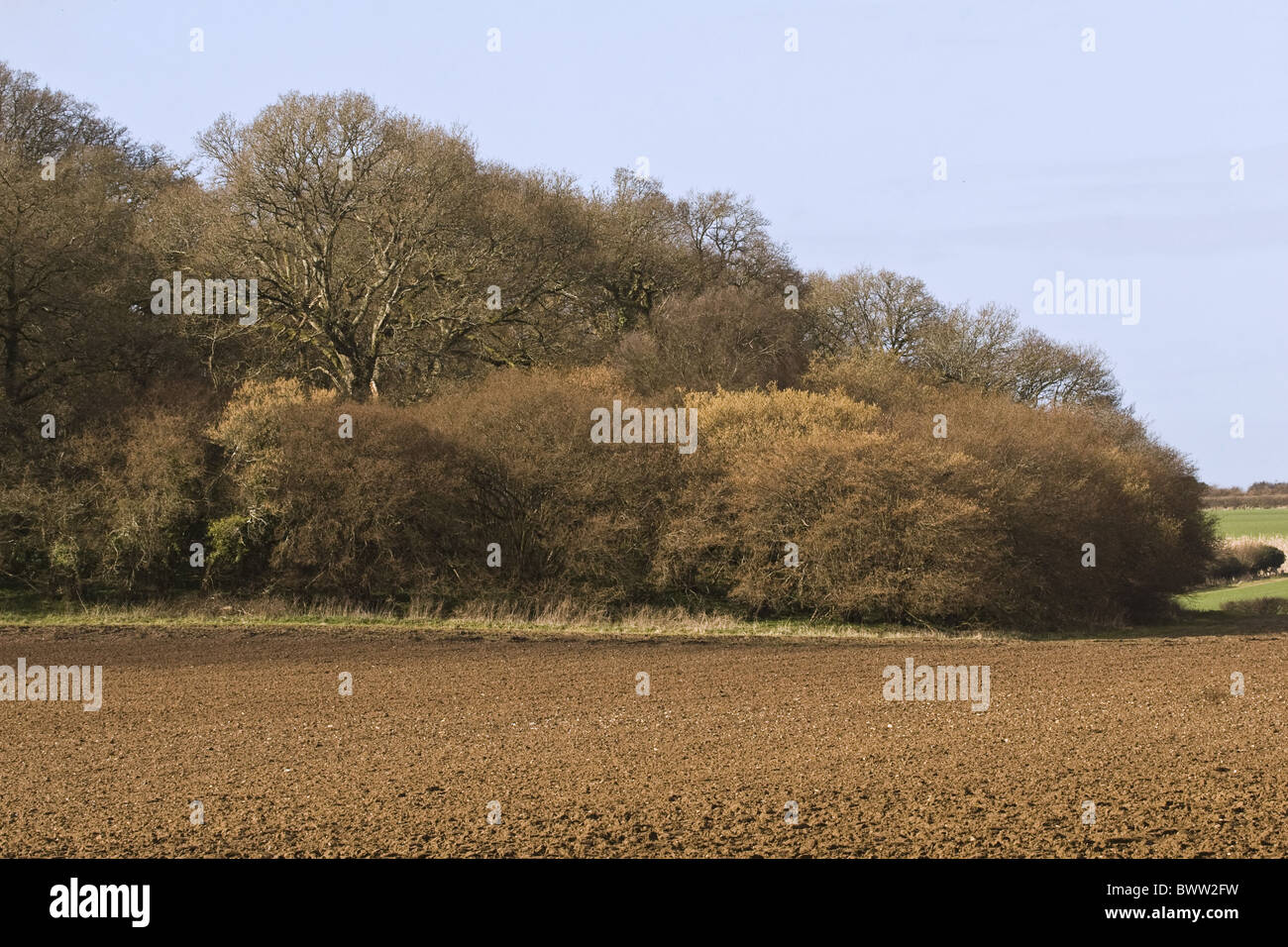 britain british england english europe european woodland woodlands ...