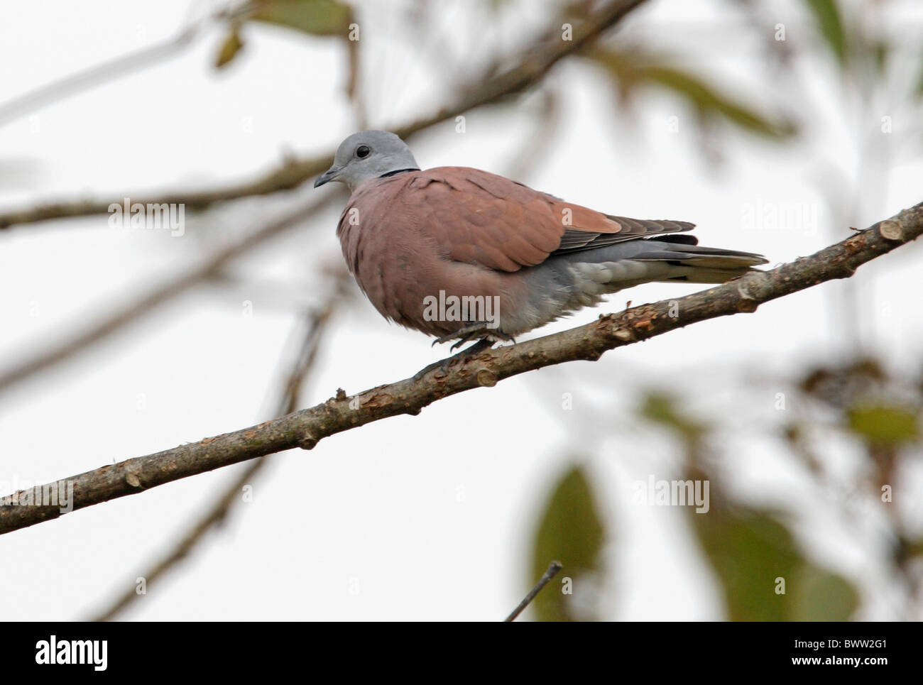 Red turtle doves hi-res stock photography and images - Alamy