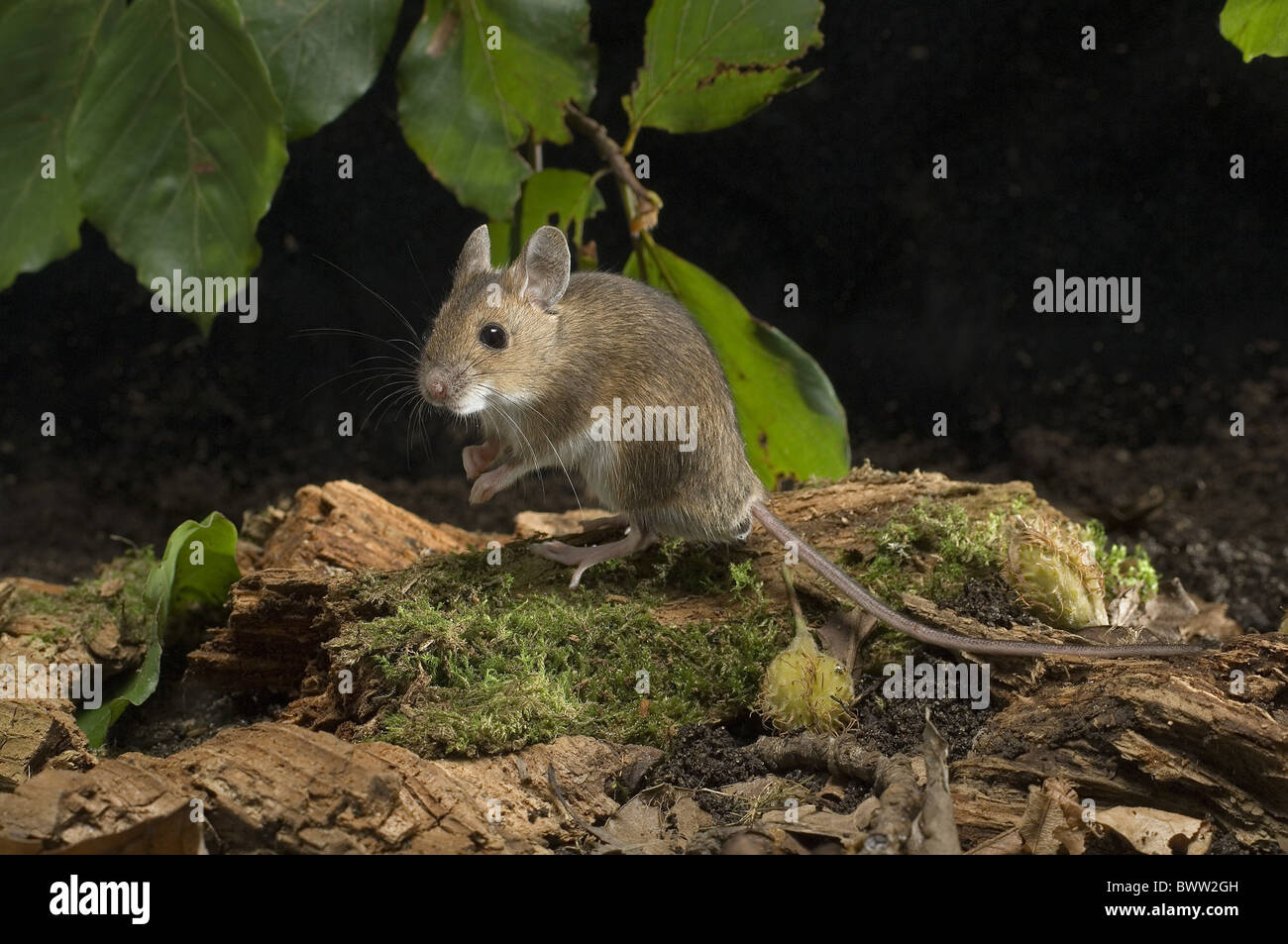 mouse mice rodent rodents mammal mammals animal animals europe european ...