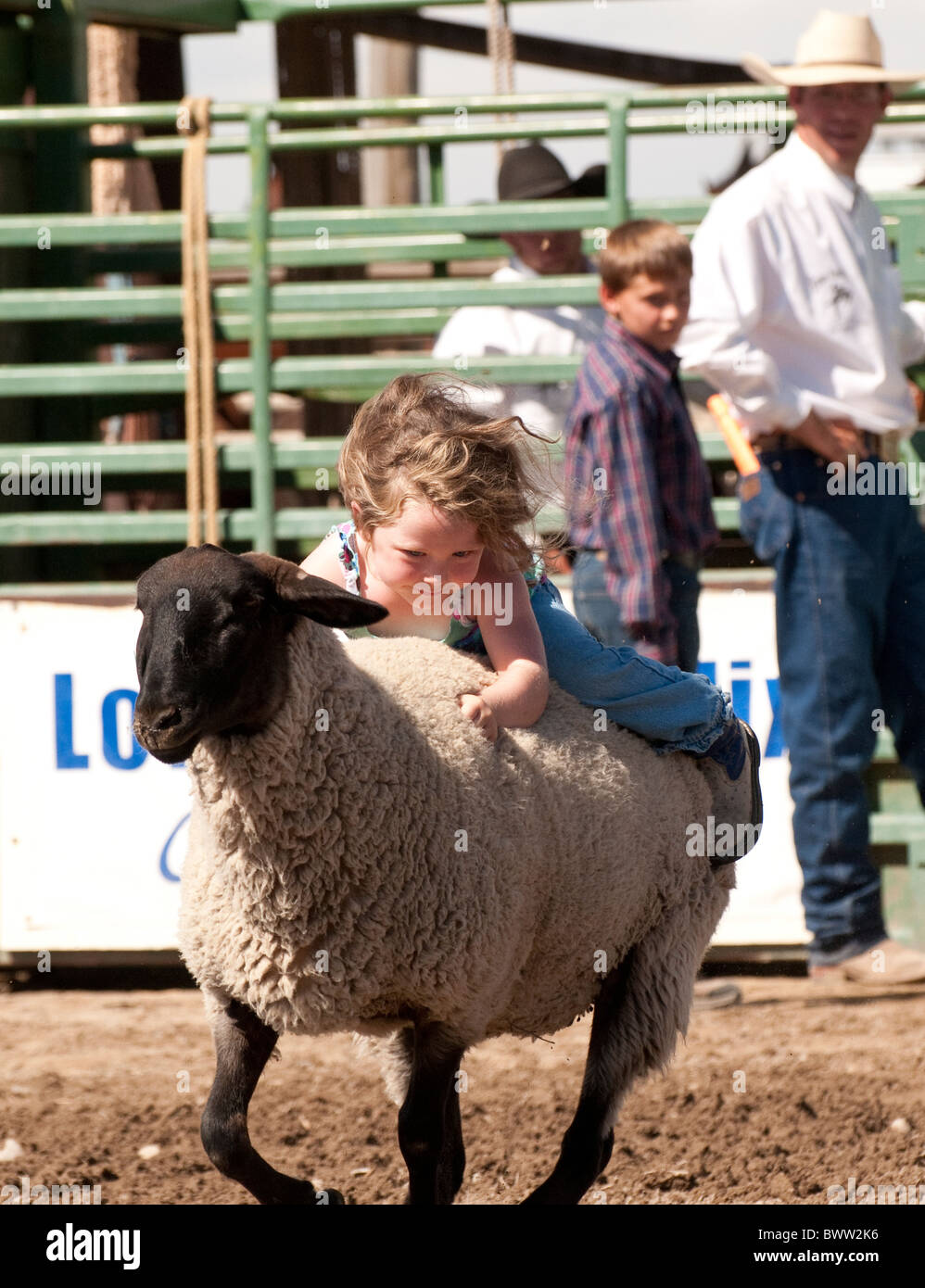 USA, Idaho, Bruneau Rodeo, Young girl riding sheep during Mutton ...