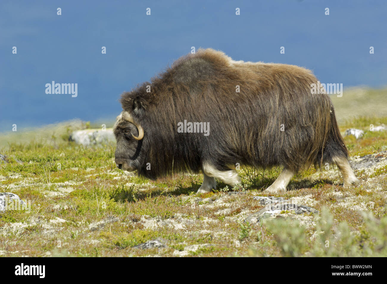 Dovrefjell Musk ox Ovibos moschatus Norway "musk-ox" "musk-oxen" muskox muskoxen "musk ox" "musk ...
