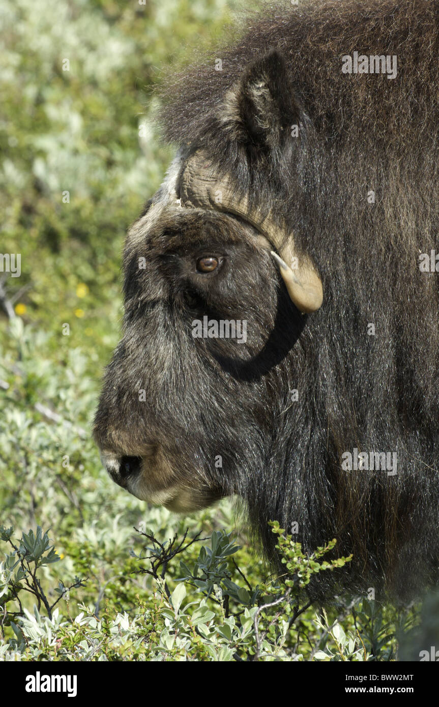 Dovrefjell Musk ox Ovibos moschatus Norway "musk-ox" "musk-oxen" muskox muskoxen "musk ox" "musk ...