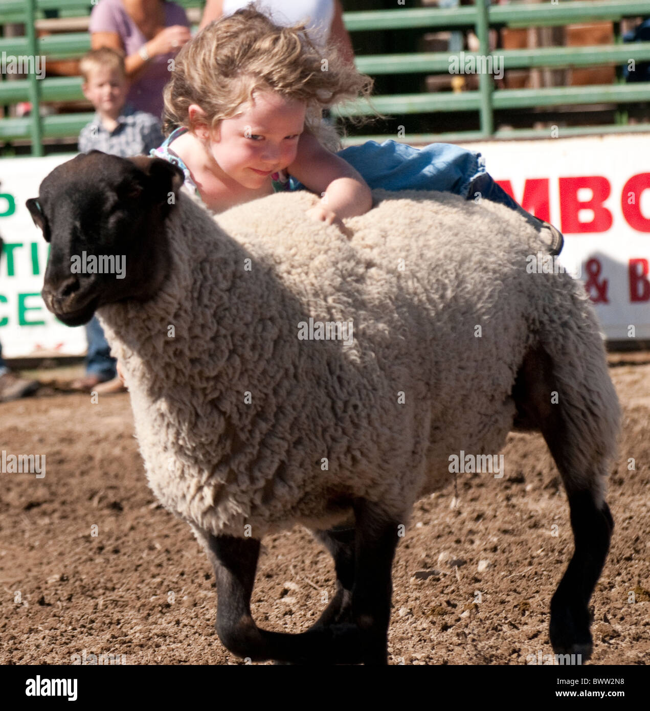 USA, Idaho, Bruneau Rodeo, Young girl riding sheep during Mutton Bustin ...