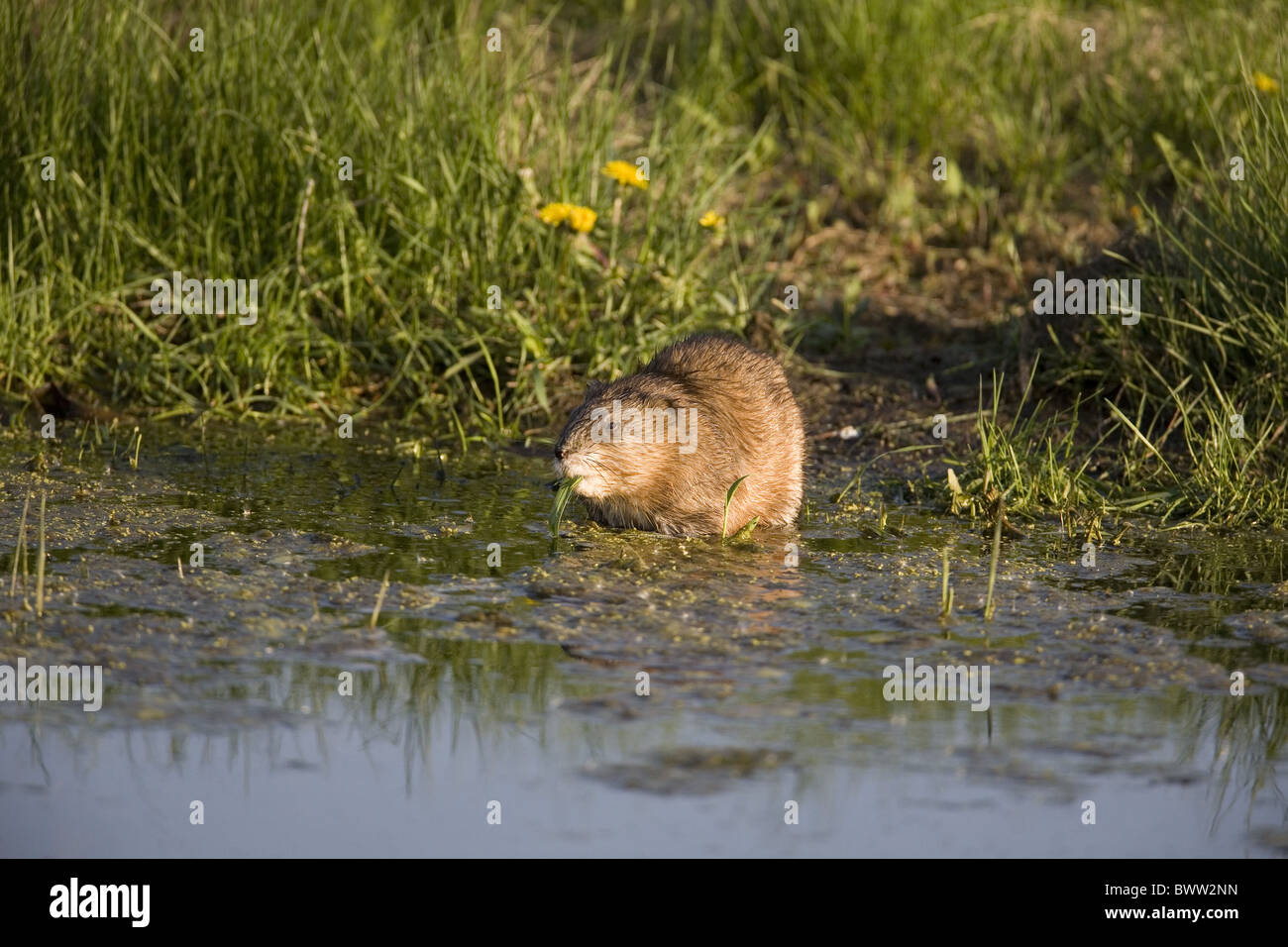 Muskrat Ondatra zibethicus adult feeding leaf Stock Photo - Alamy