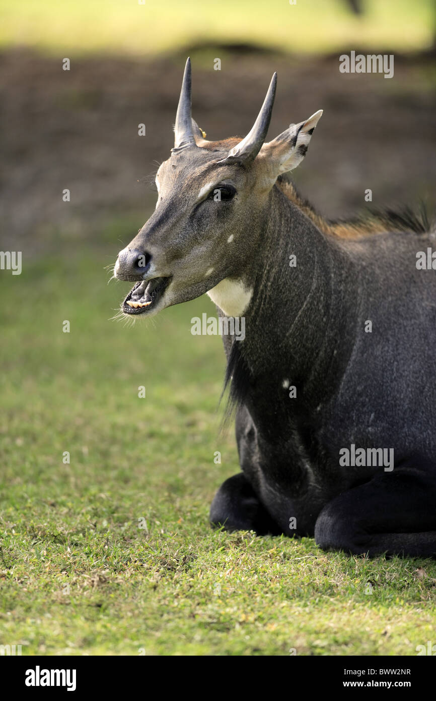 Bluebucks hi-res stock photography and images - Alamy