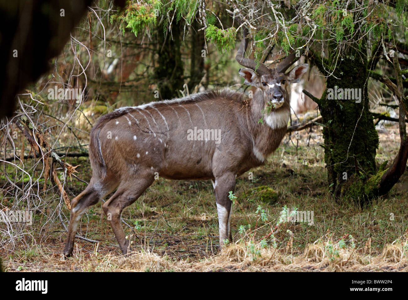 nyala nyalas africa african bovid bovidae mammal mammals antelope ...