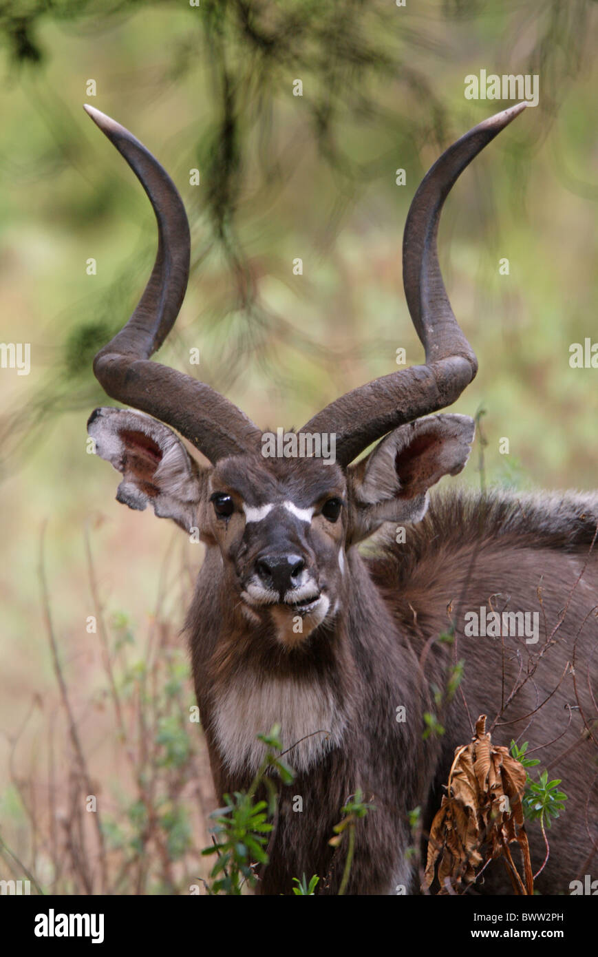 nyala nyalas africa african bovid bovidae mammal mammals antelope ...