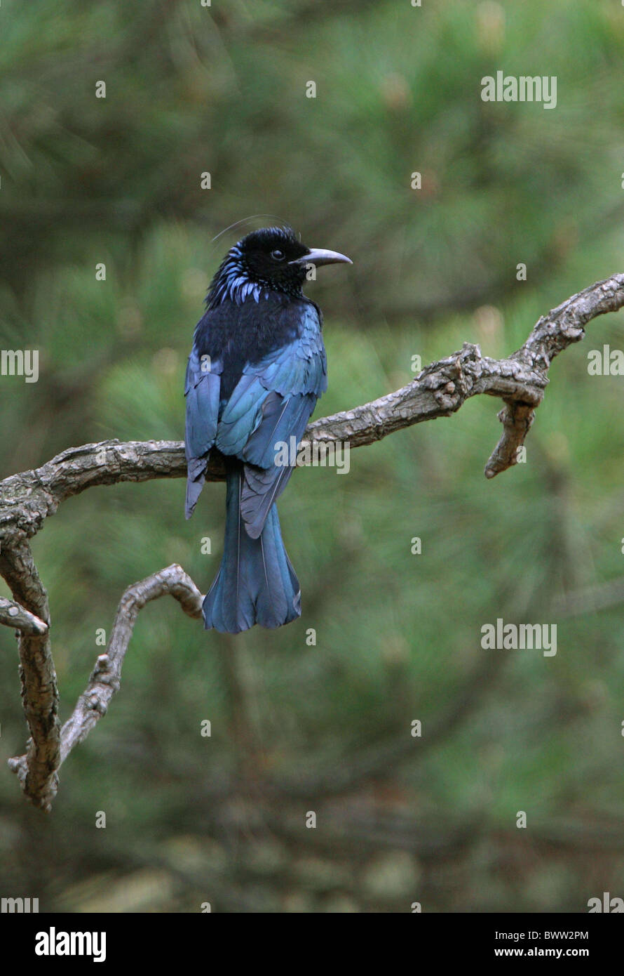 Hair-crested Drongo (Dicrurus hottentottus brevirostris) adult, perched ...