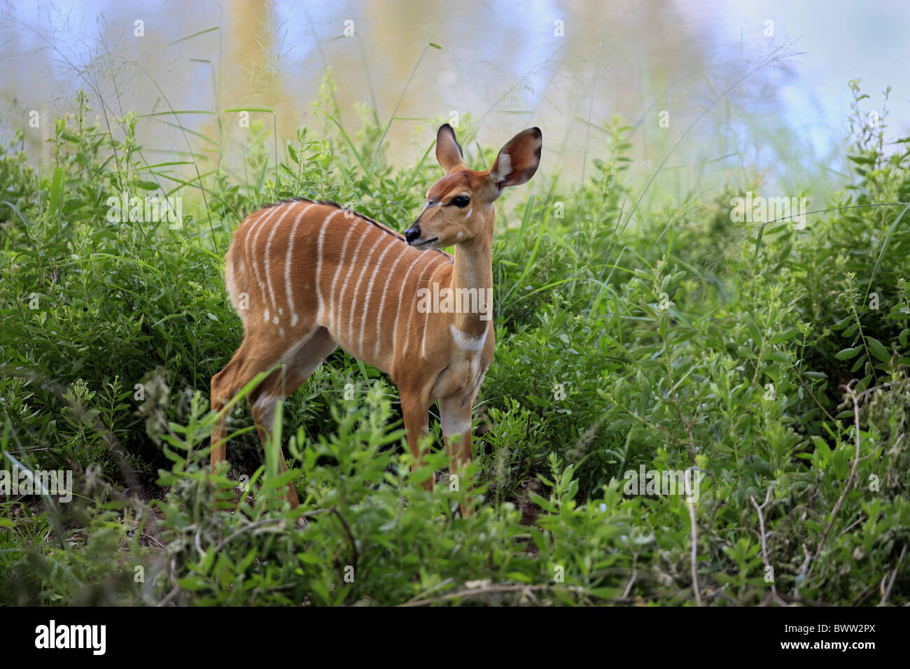 am Wasser - at water Jungtier - young nyala nyalas africa african bovid ...