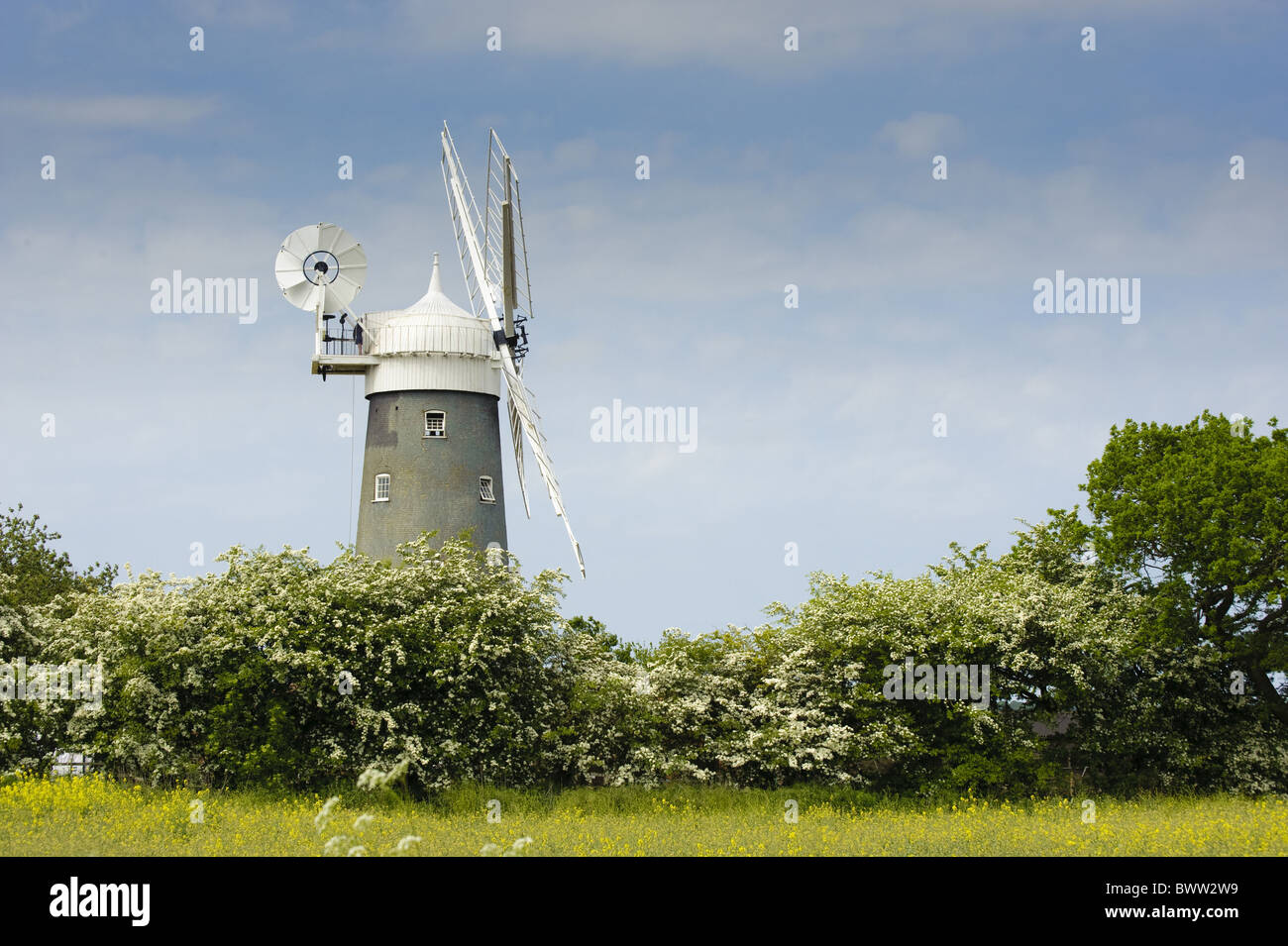 Windmill hedgerow Great Bircham Windmill Great Stock Photo - Alamy