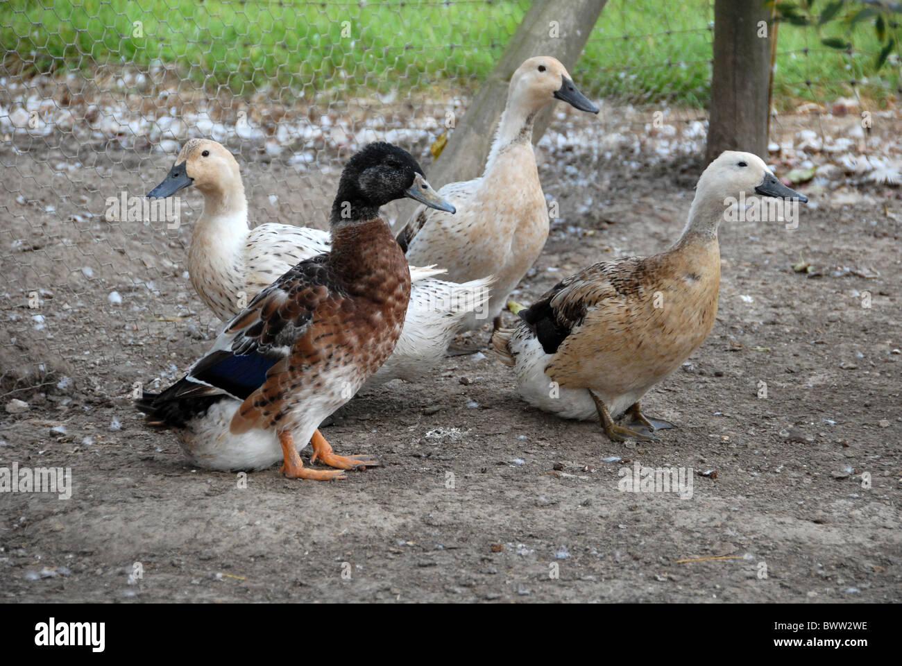 Domestic Duck, Abacot Ranger, male and three females, Hertfordshire ...