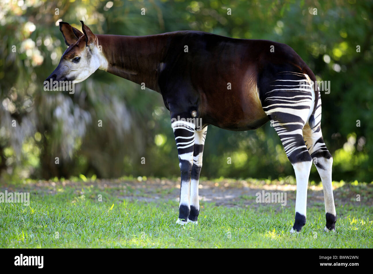 weiblich - female okapi okapis giraffidae mammal mammals animal animals ...