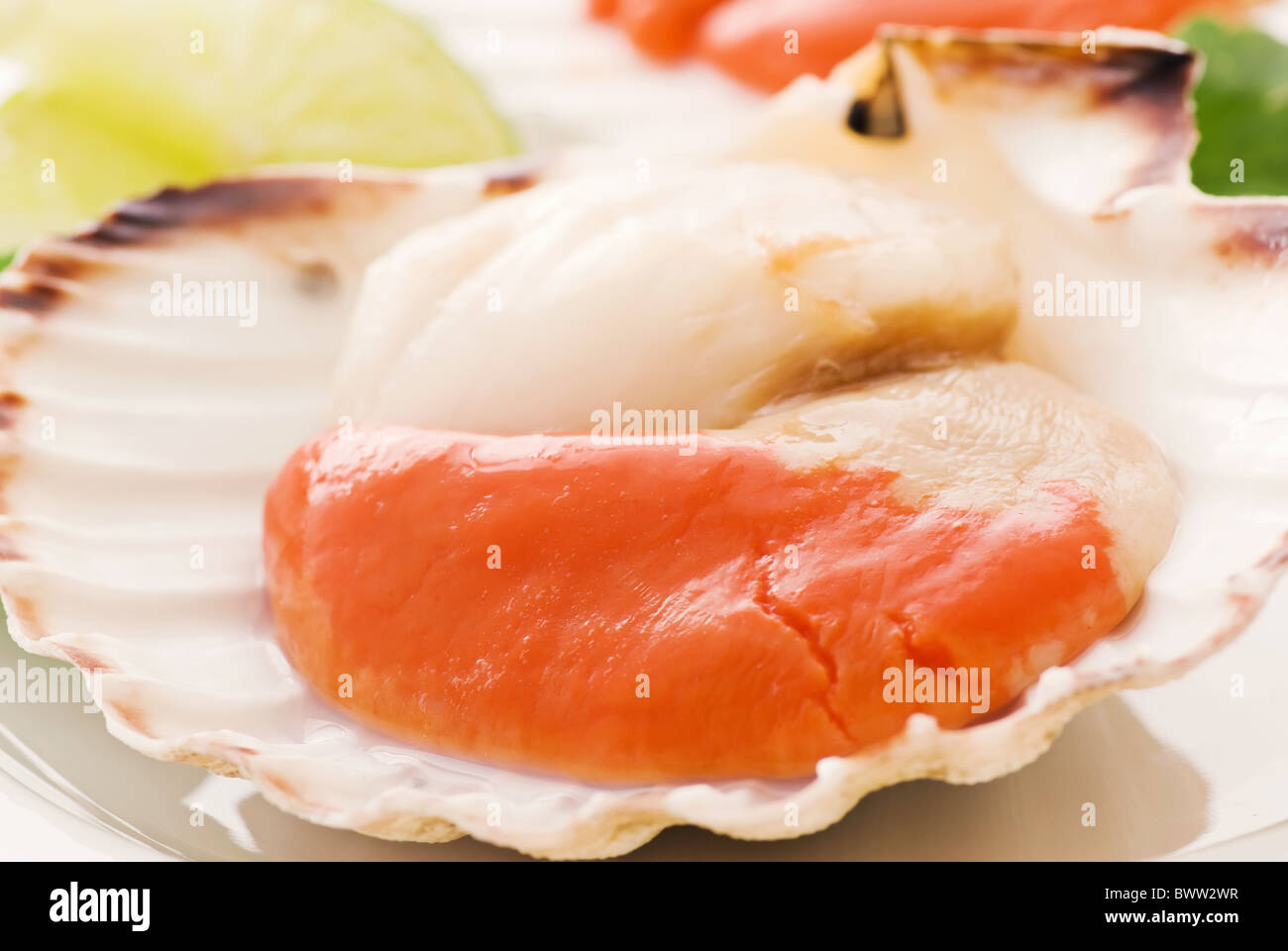 Raw scallop in a shell as clopeup on white background Stock Photo - Alamy