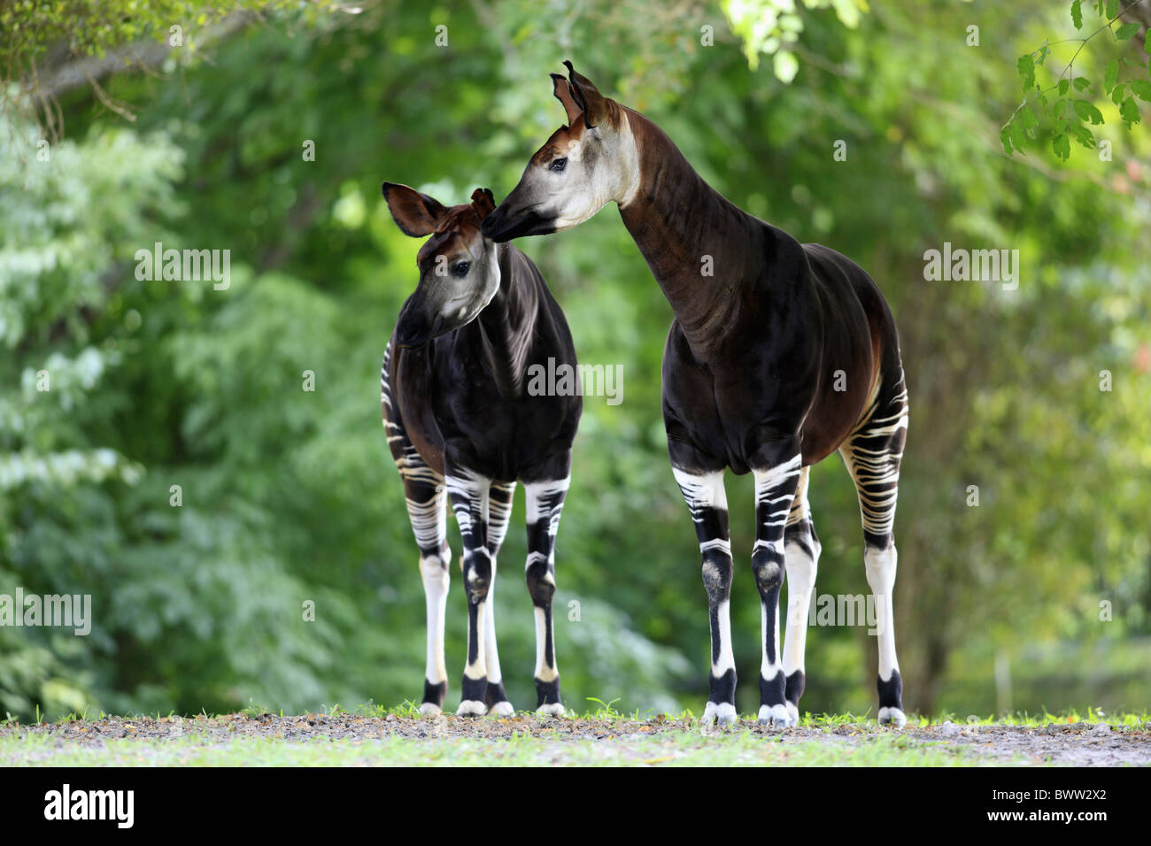 Paar couple okapi okapis giraffidae hi-res stock photography and images ...
