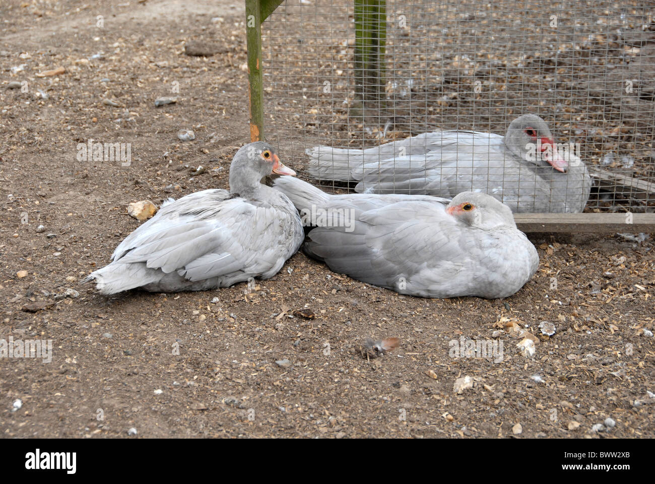 Domestic Duck, Lavender Muscovy, three females, resting, on farm ...