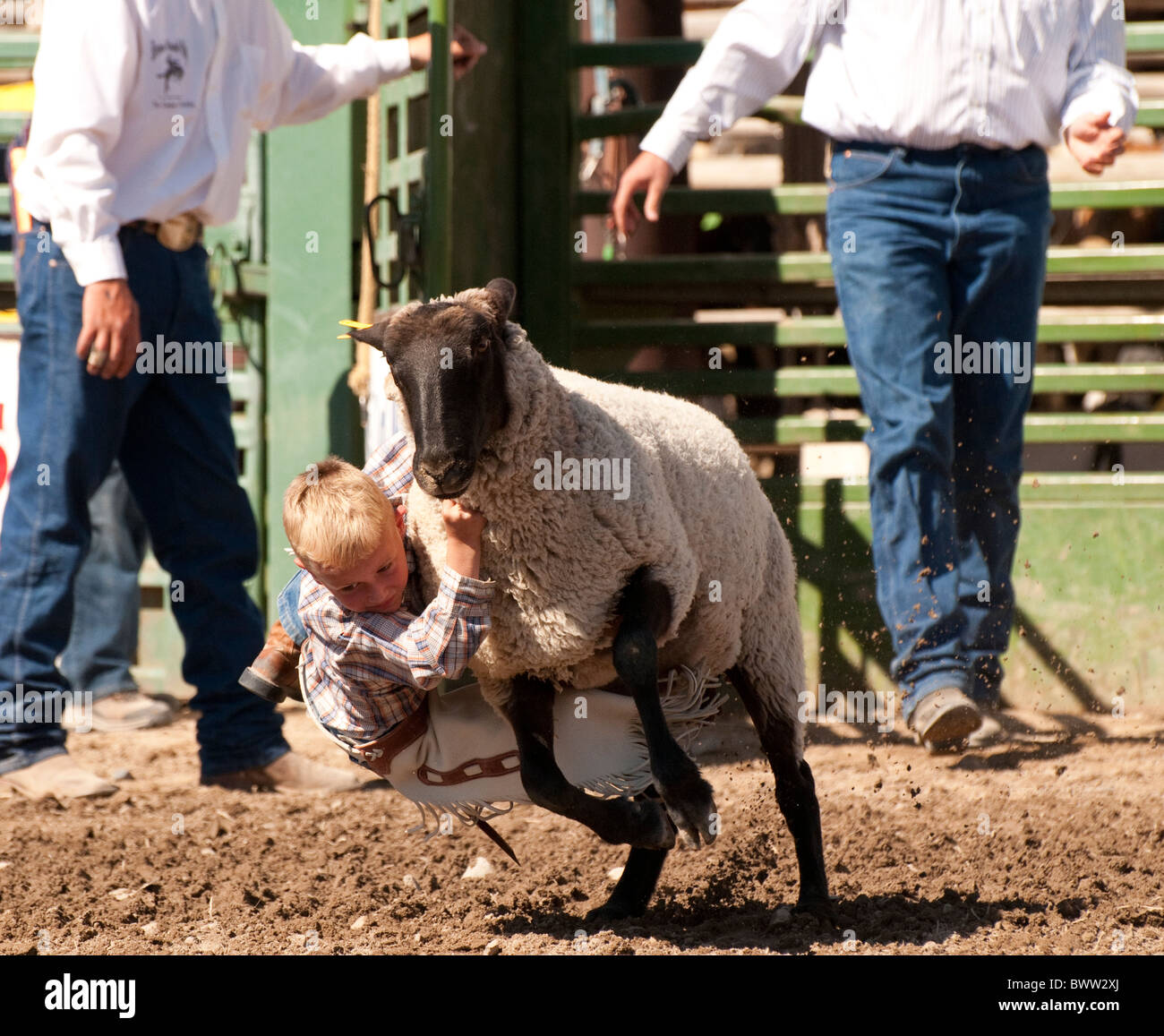 USA, Idaho, Bruneau Rodeo Young boy riding sheep during Mutton Bustin ...