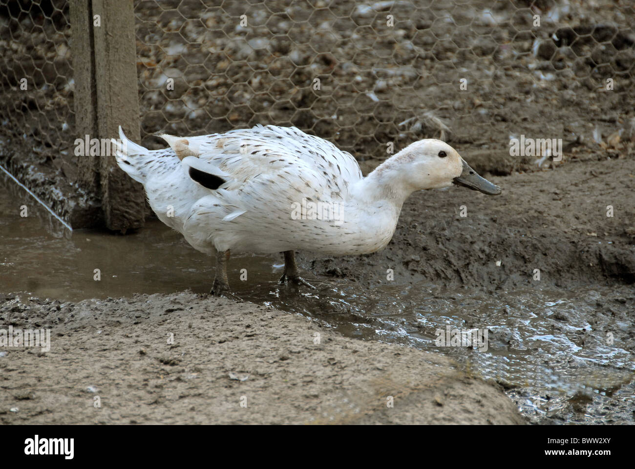 Silver ducks hi-res stock photography and images - Alamy