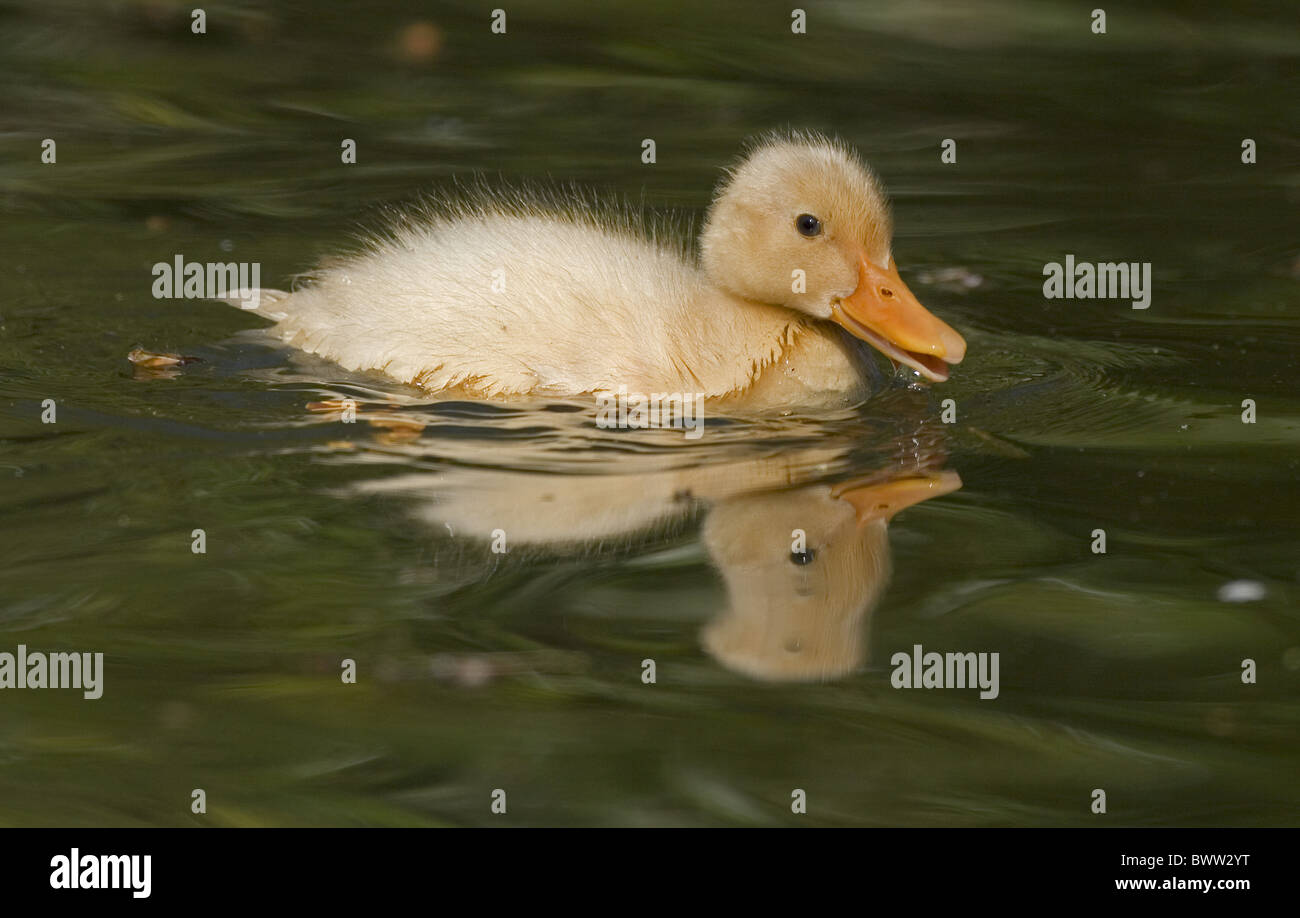 Domestic Duck, duckling, swimming, Norfolk, England Stock Photo - Alamy