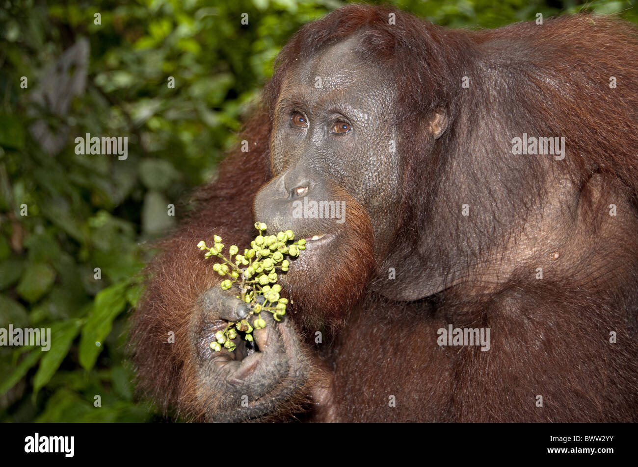 Orangutan Pongo pygmaeus Walkway Fruit Eating Sepilok Rehabilitation ...