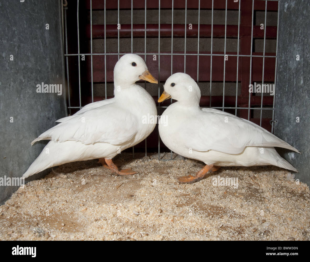 Domestic Duck, Call Duck, two white adults, in cage, England Stock ...