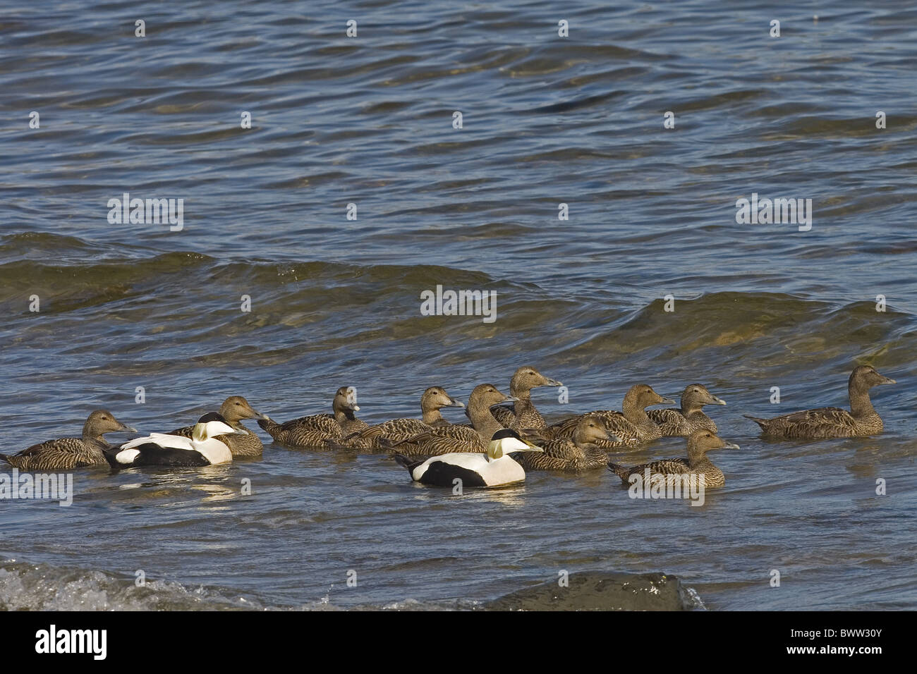 Common eider somateria mollissima two adult males hi-res stock ...