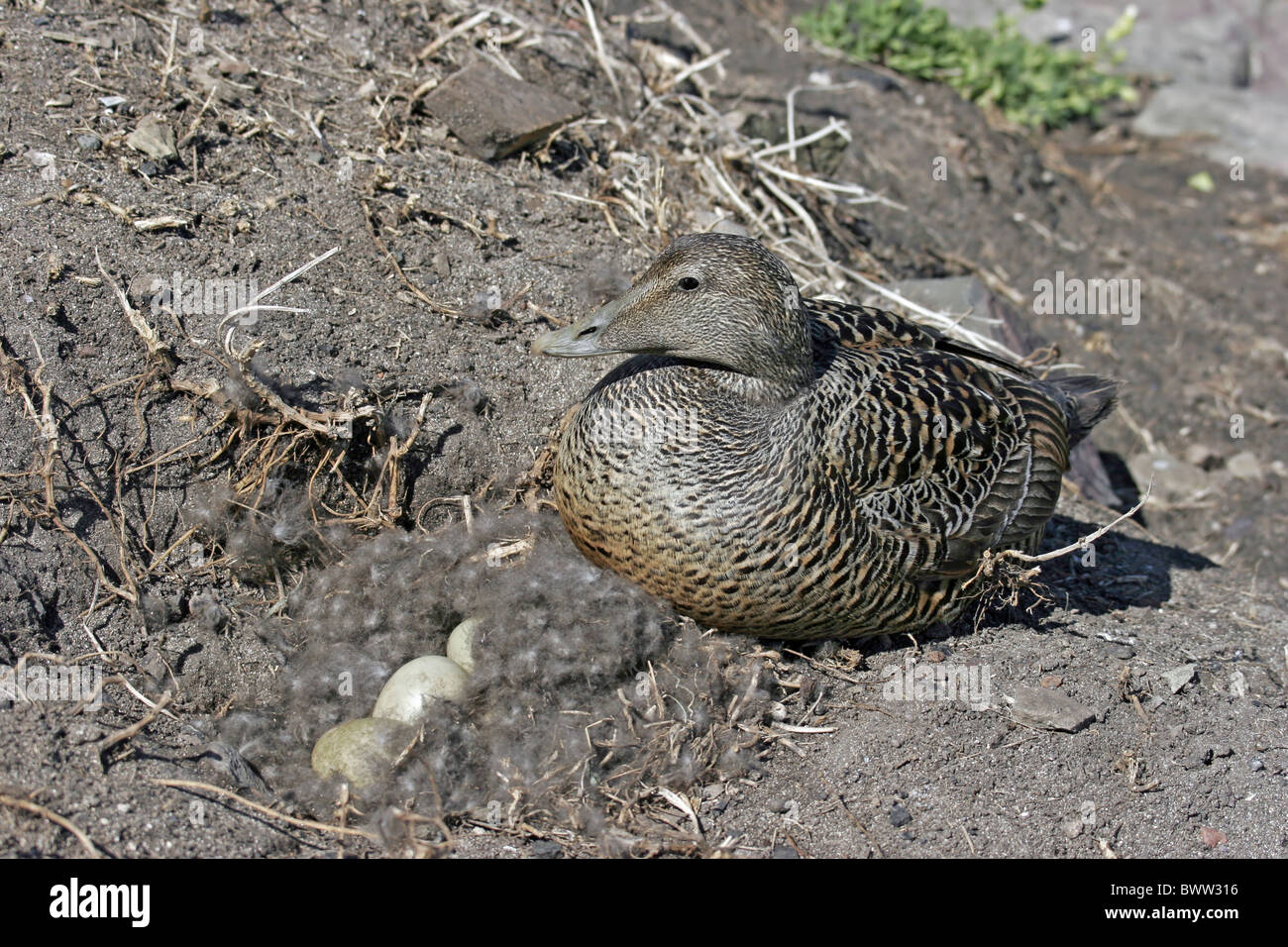Common Eider (Somateria mollissima) adult female, beside nest with eggs ...