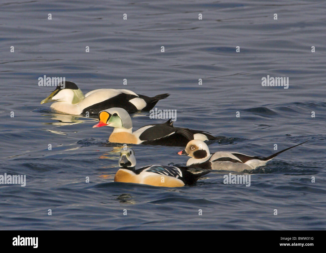 American eiders hi-res stock photography and images - Alamy