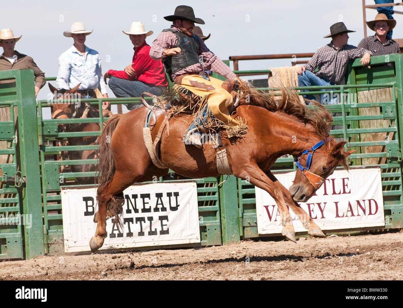 USA,Idaho, Bruneau Rodeo,Cowboy competing in Saddle Bronc Riding event ...
