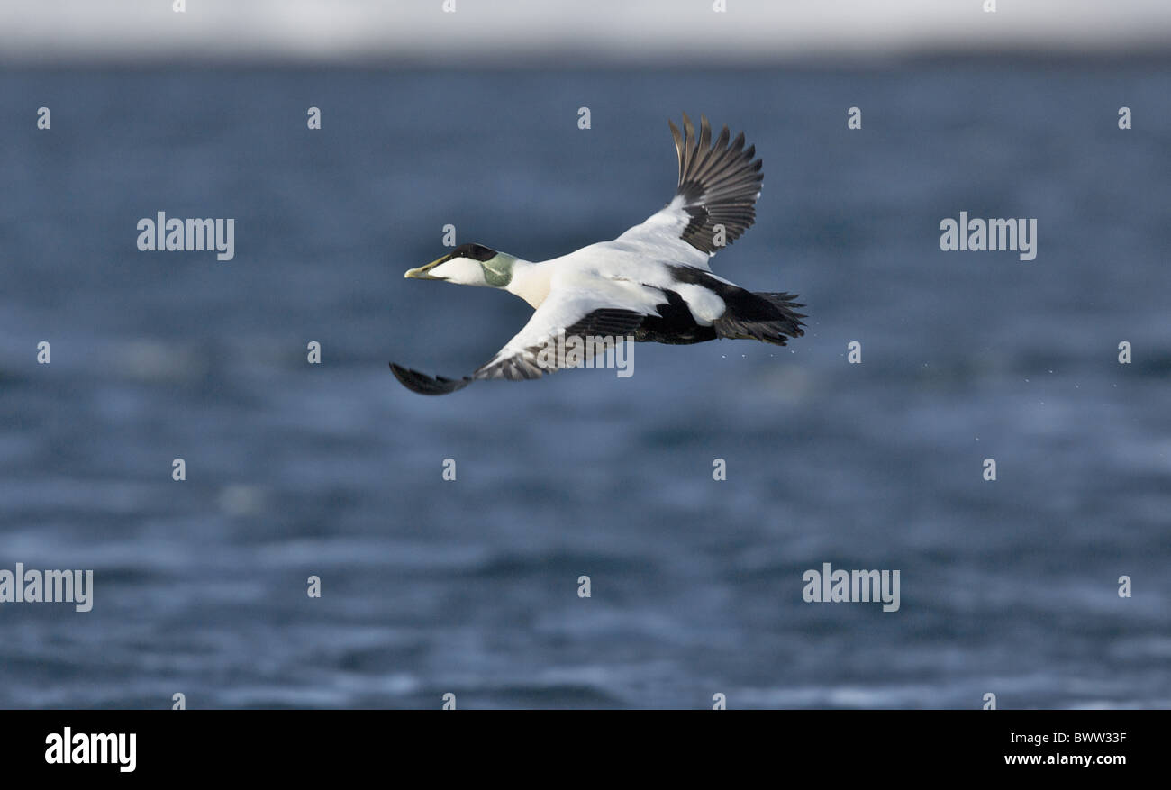 Male common eiders somateria hi-res stock photography and images - Alamy