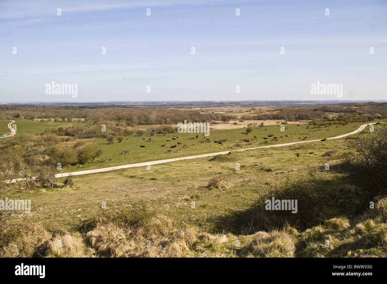 Woodland cows hi-res stock photography and images - Alamy