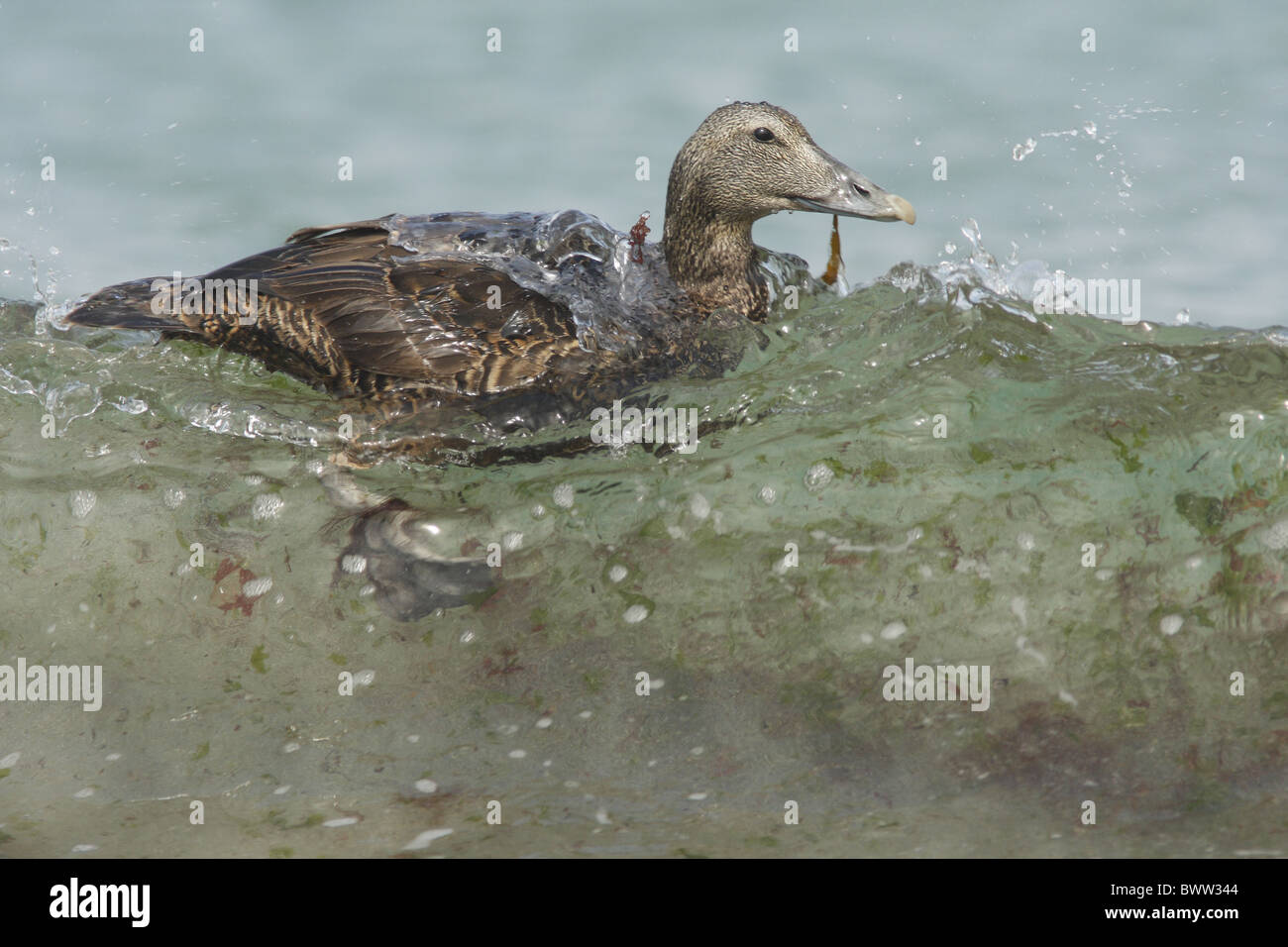 American eiders hi-res stock photography and images - Alamy